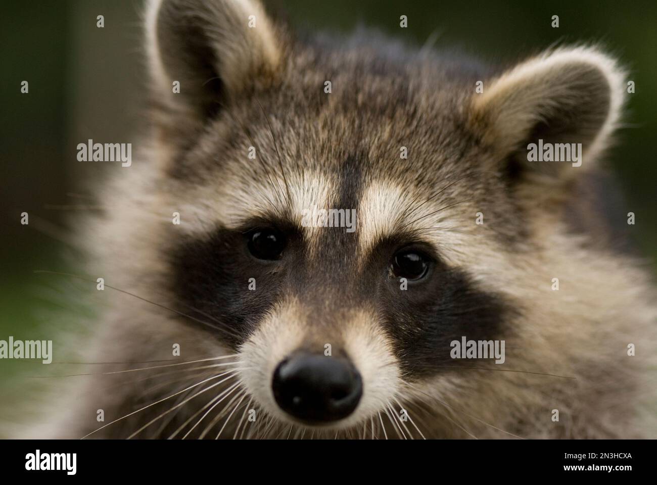Close-up portrait of a Raccoon (Procyon lotor) at a wildlife rescue ...