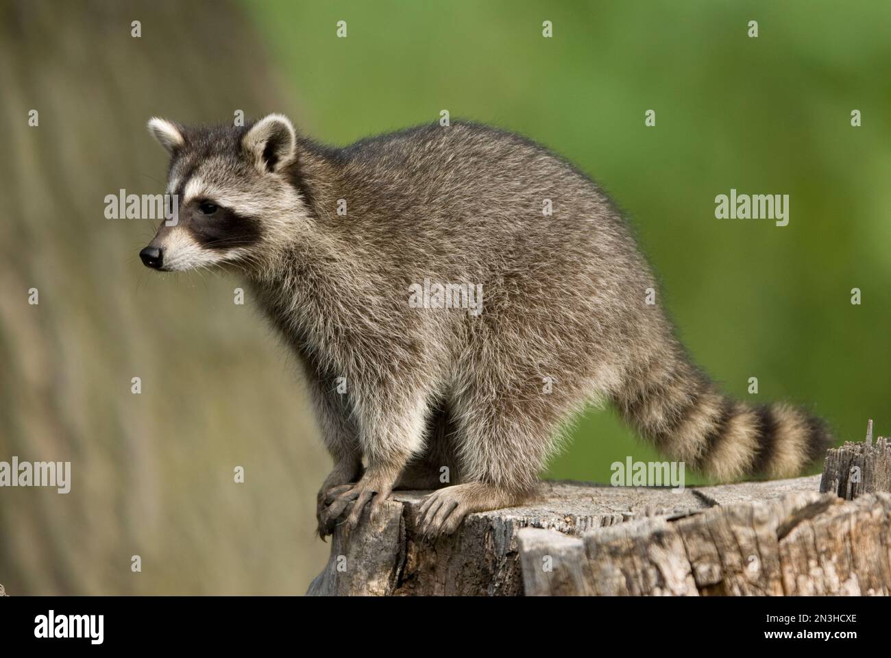 Raccoon (Procyon lotor) standing on a tree stump and looking out at a ...