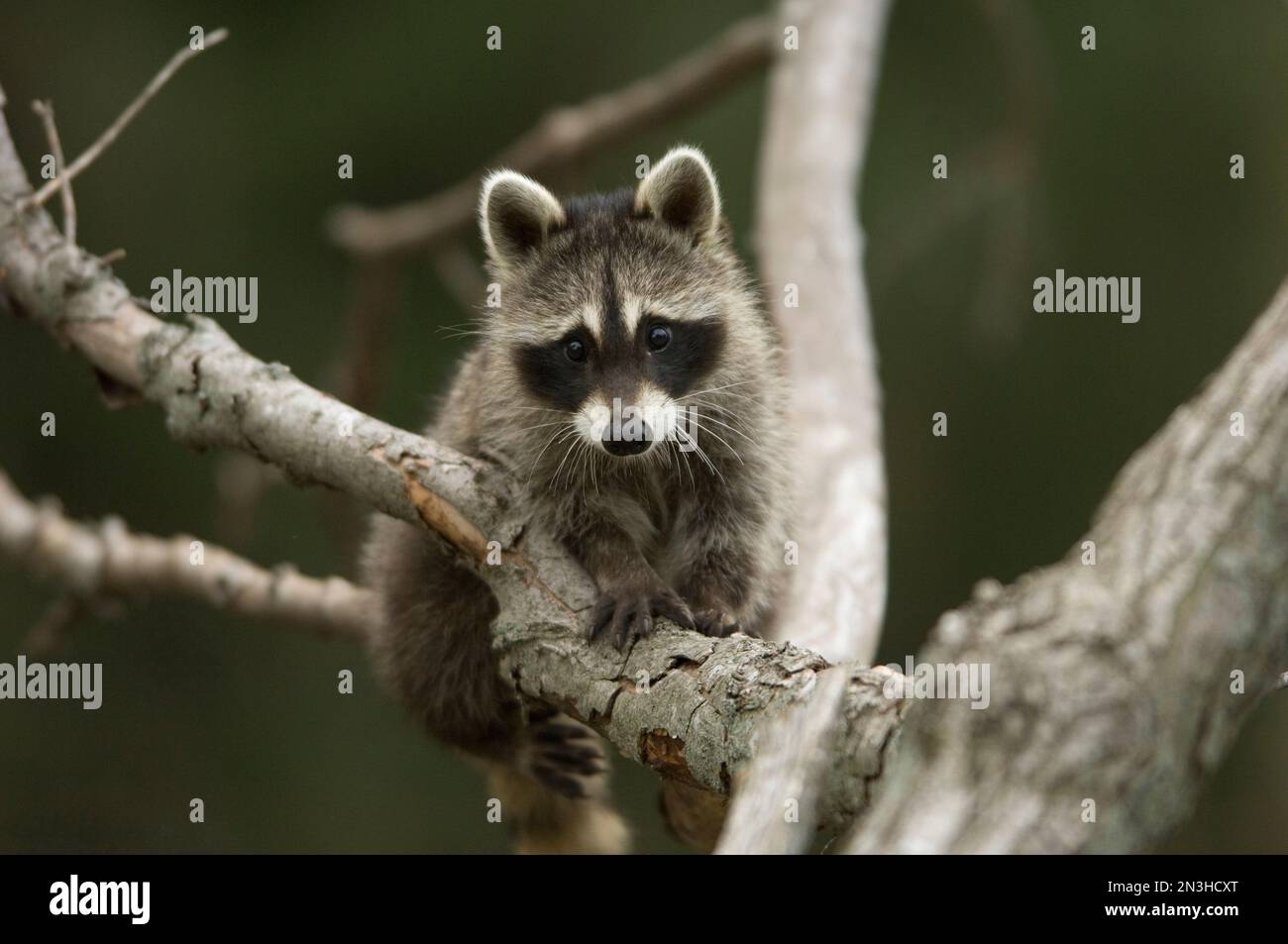 Raccoon (Procyon lotor) climbing a tree at a wildlife rescue member's ...
