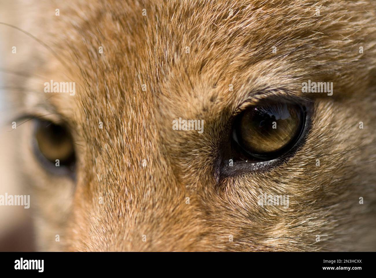 Close-up of the eyes of a Coyote (Canis latrans); Talmage, Nebraska ...