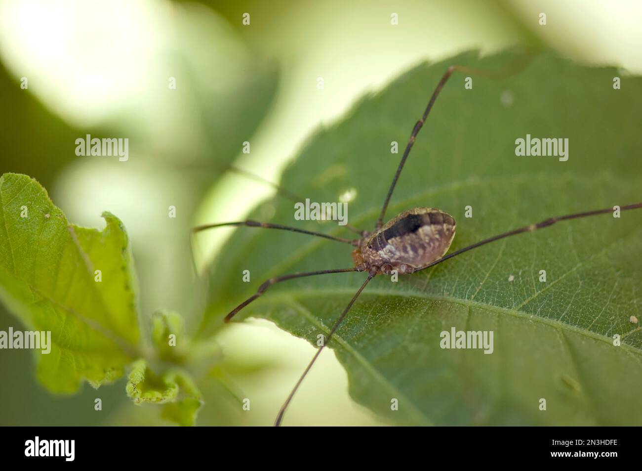 Daddy Long Legs Red Body
