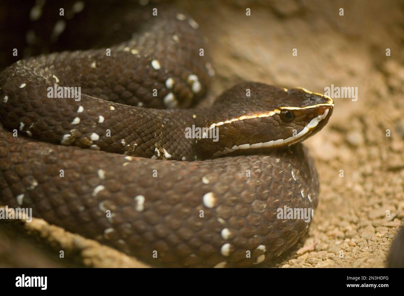Mexican Cantil Viper (Agkistrodon bilineatus) at a zoo; Omaha, Nebraska ...