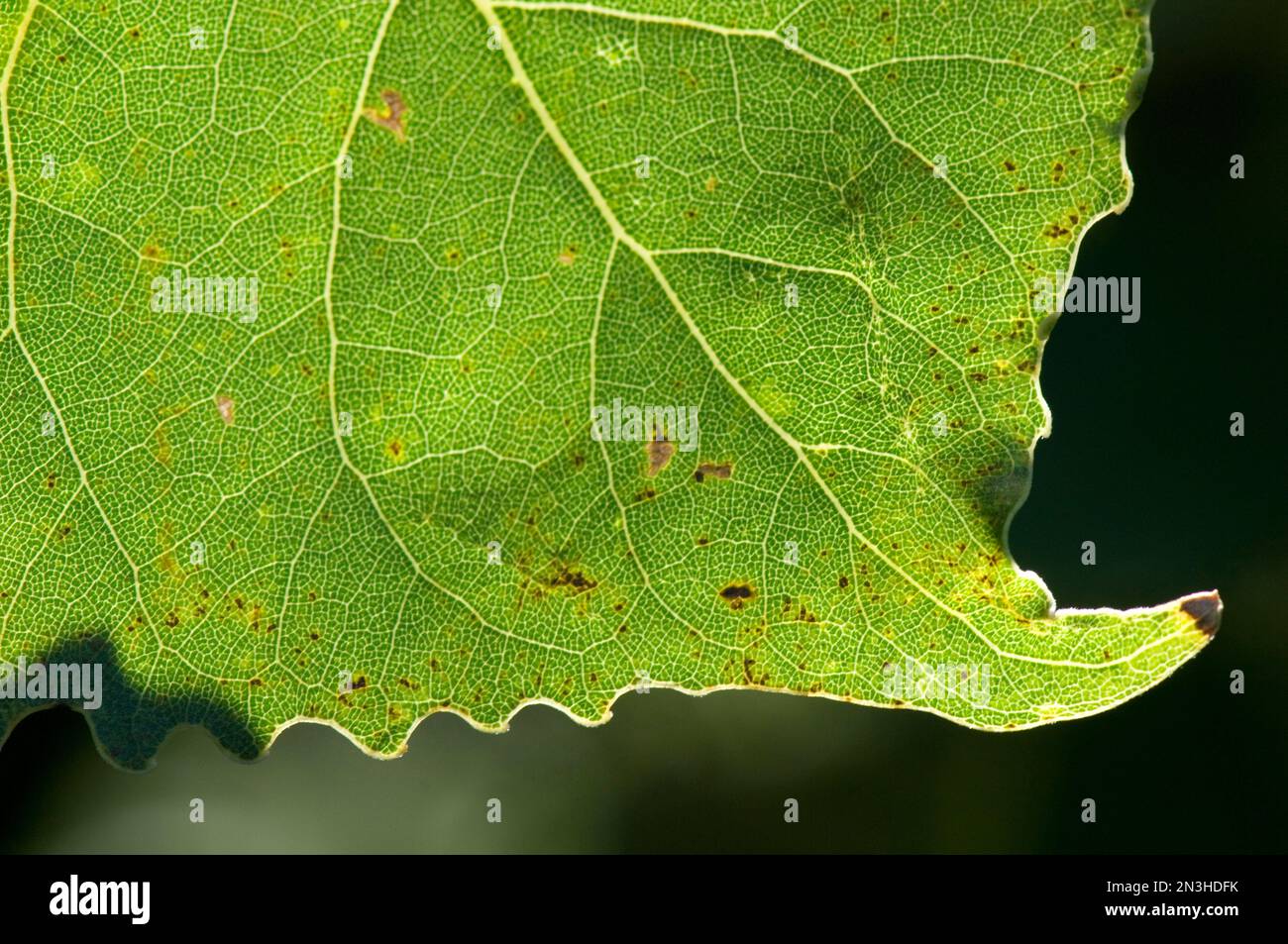 Close-up detail of the venation on a leaf from a cottonwood tree ...