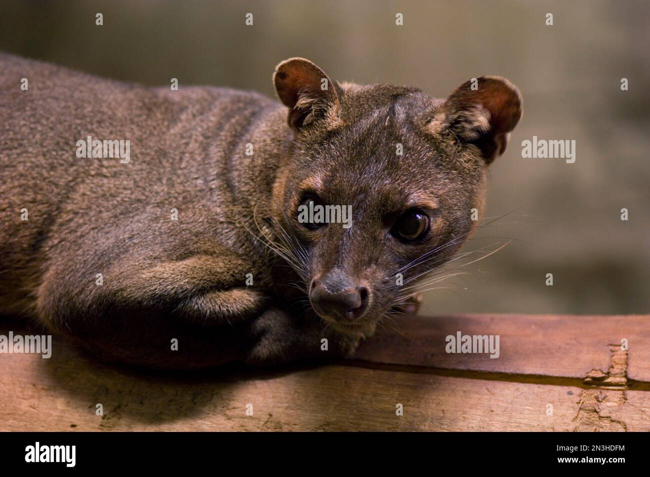 Henry Doorly Zoo Desert Dome Animals