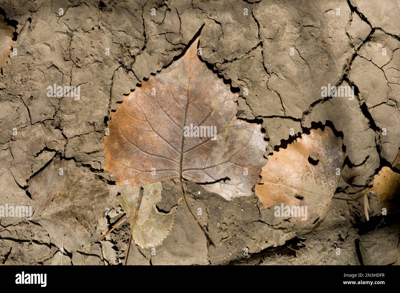 Dead cottonwood tree leaf hi-res stock photography and images - Alamy