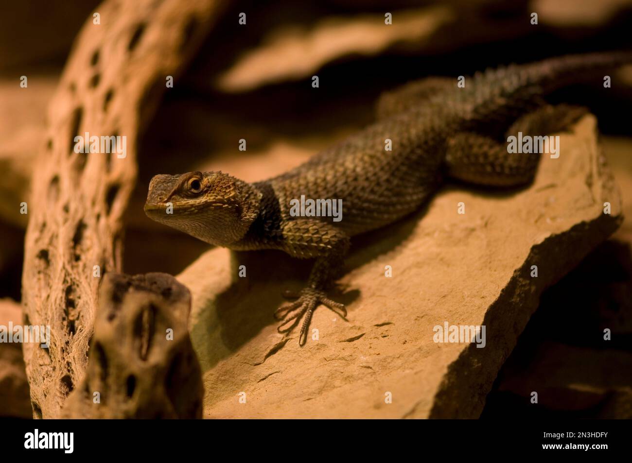 Collard lizard (Crotaphytus collaris) in a desert dome zoo habitat ...