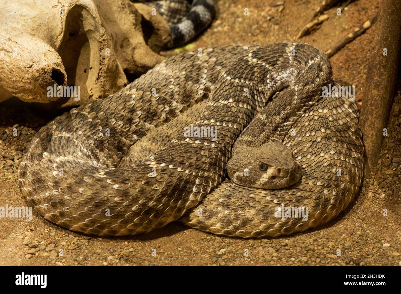 Diamondback rattlesnake (Crotalus sp.) at a zoo; Omaha, Nebraska ...