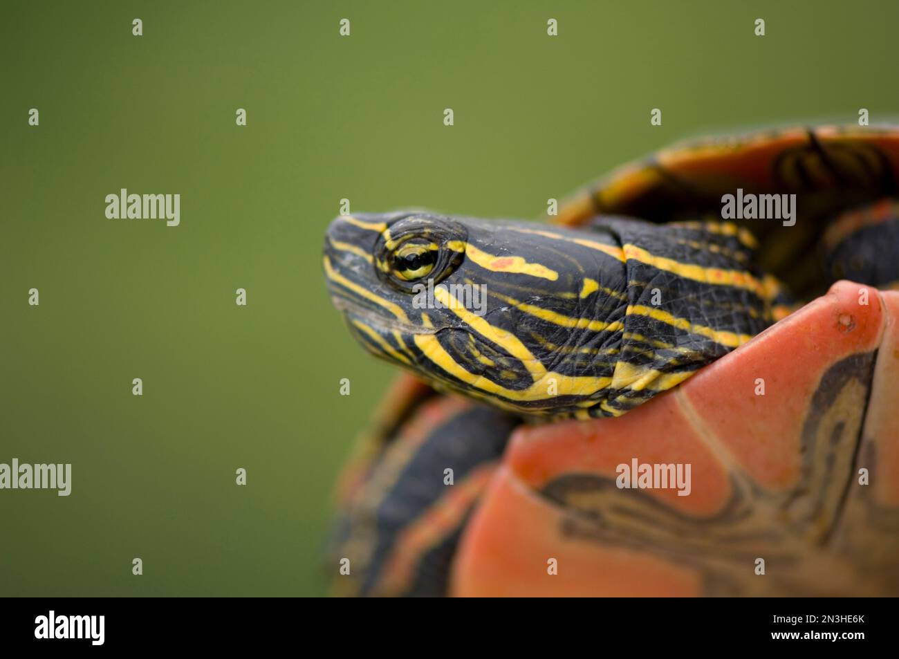 Red eye turtle hi-res stock photography and images - Alamy
