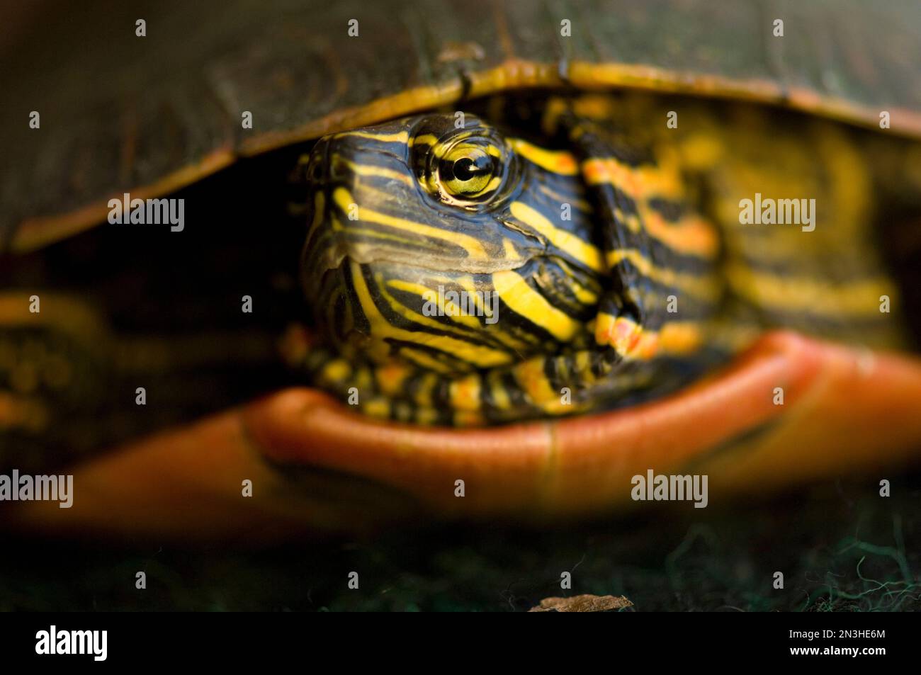 Close-up of the head and shell of a Water turtle (Emydidae); Burwell ...