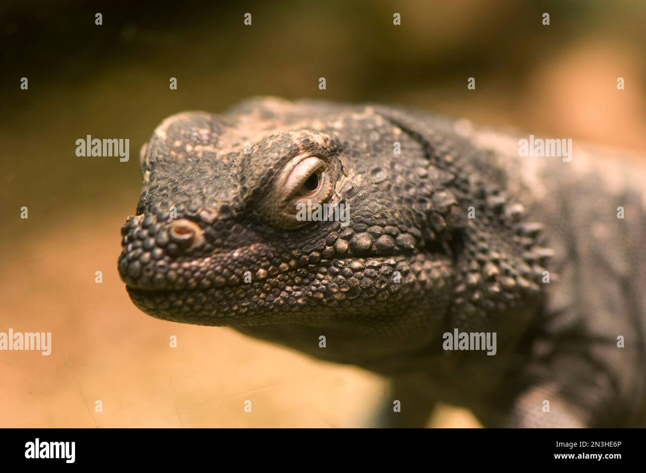 Portrait of a Chuckwalla lizard (Sauromalus) in the Desert Dome of a ...