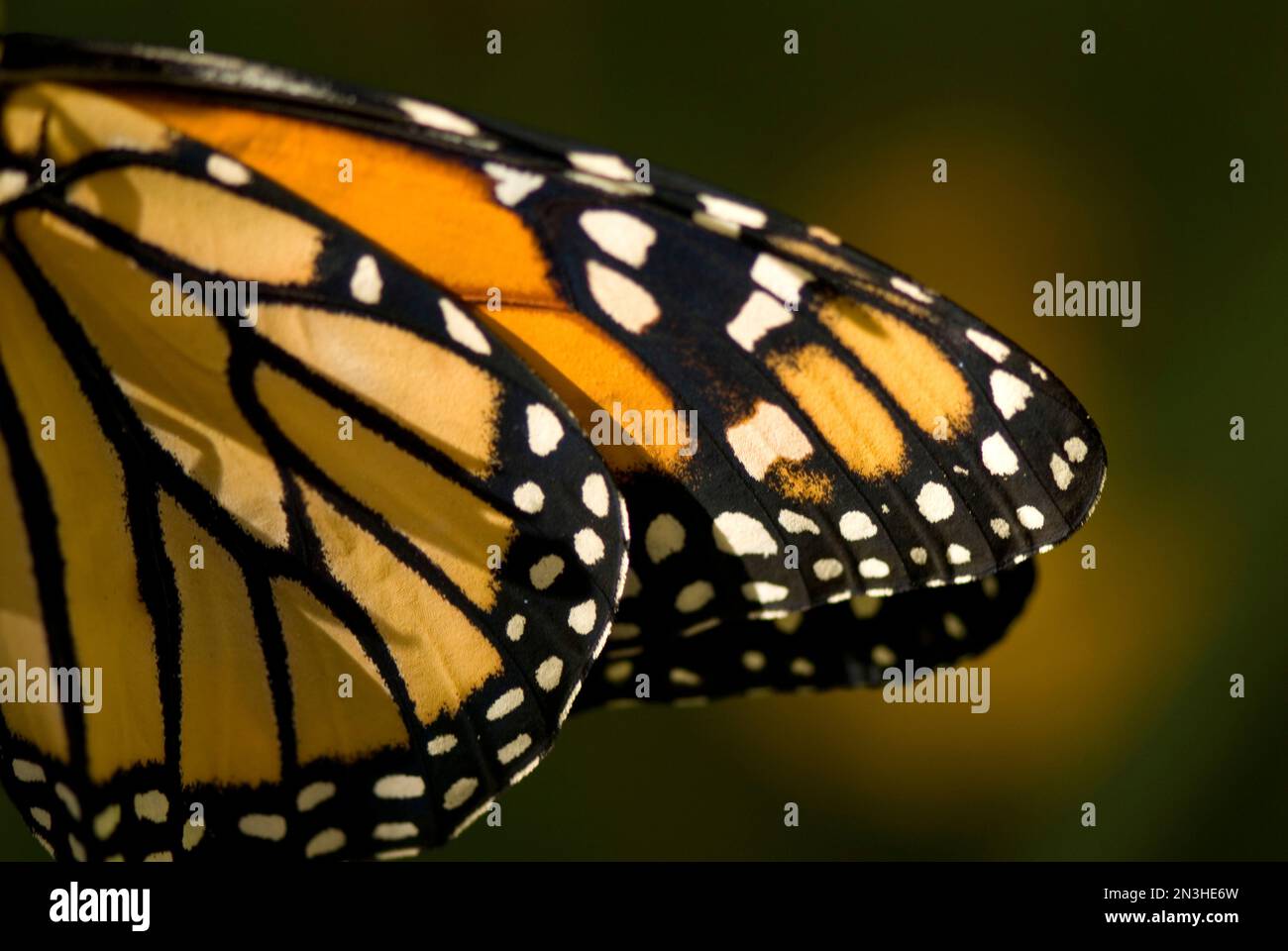 Detail of Monarch butterfly (Danaus) wings; Lincoln, Nebraska, United ...