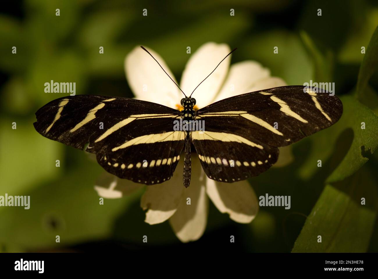Portrait of a Zebra Longwing butterfly (Heliconius charithonia) in a ...