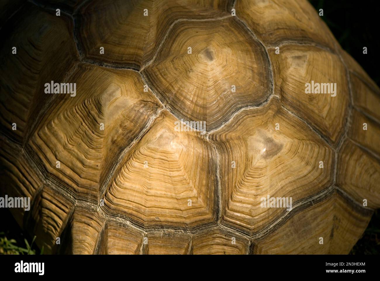 Turtle shell patterns hi-res stock photography and images - Alamy