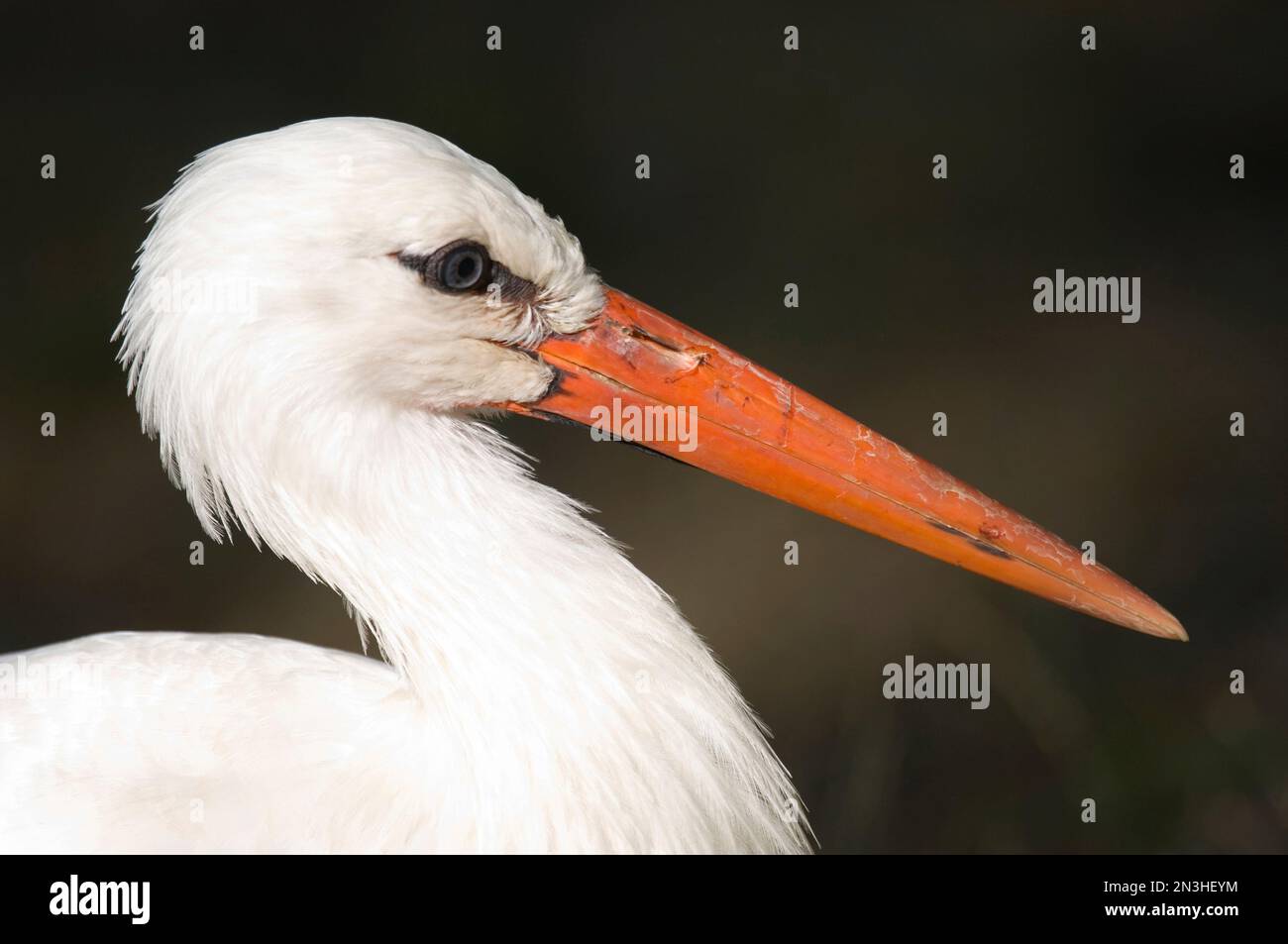 Stork in zoo hi-res stock photography and images - Alamy