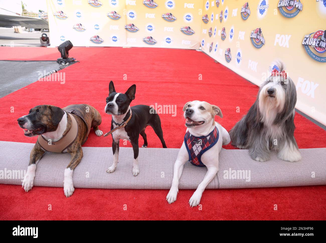IMAGE DISTRIBUTED FOR FOX - Dogs roll out the red carpet for Fox's ...