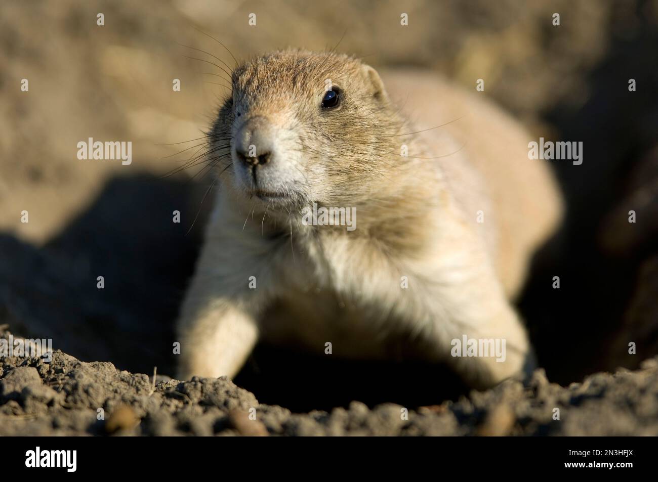 Black-tailed prairie dogs (Cynomys ludovicianus) in Eastern Montana ...