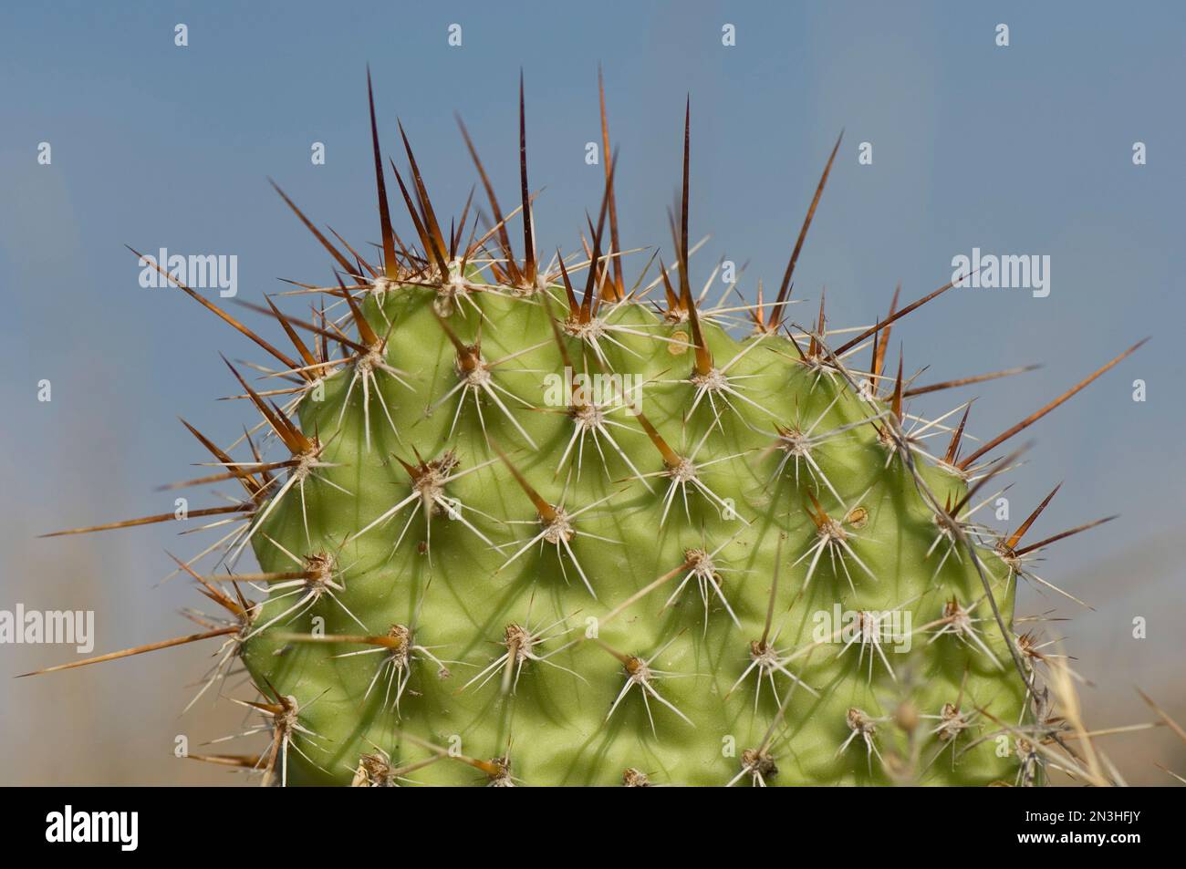 Prickly pear cactus (Opuntia) with long spines growing against a blue ...