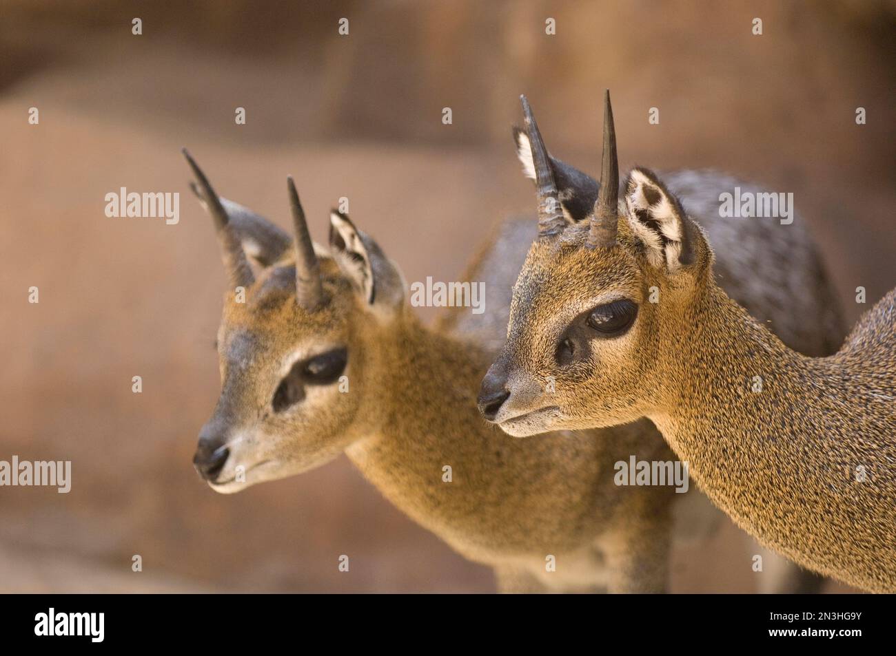 Portrait of two Klipspringers (Oreotragus oreotragus) standing side by ...