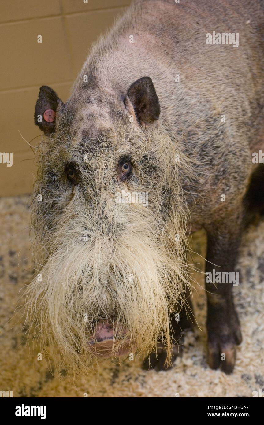 Sunda bearded pig hi-res stock photography and images - Alamy