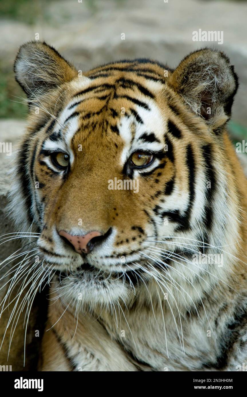 Close-up portrait of a Siberian tiger (Panthera tigris tigris), also ...