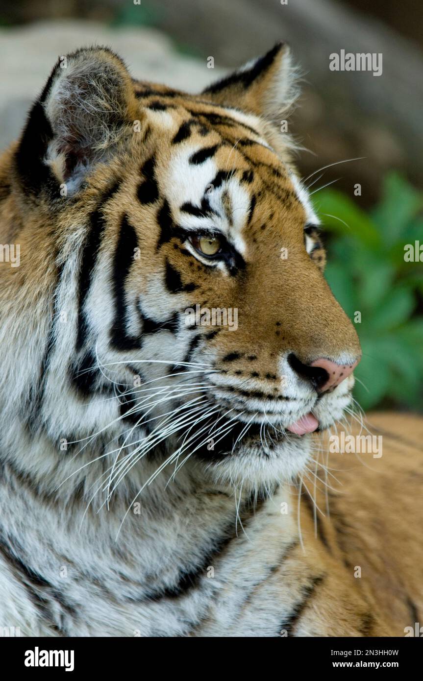 Siberian tiger (Panthera tigris tigris), also known as an Amur tiger ...