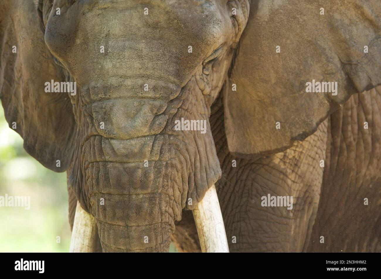 Henry and the elephant hi-res stock photography and images - Alamy