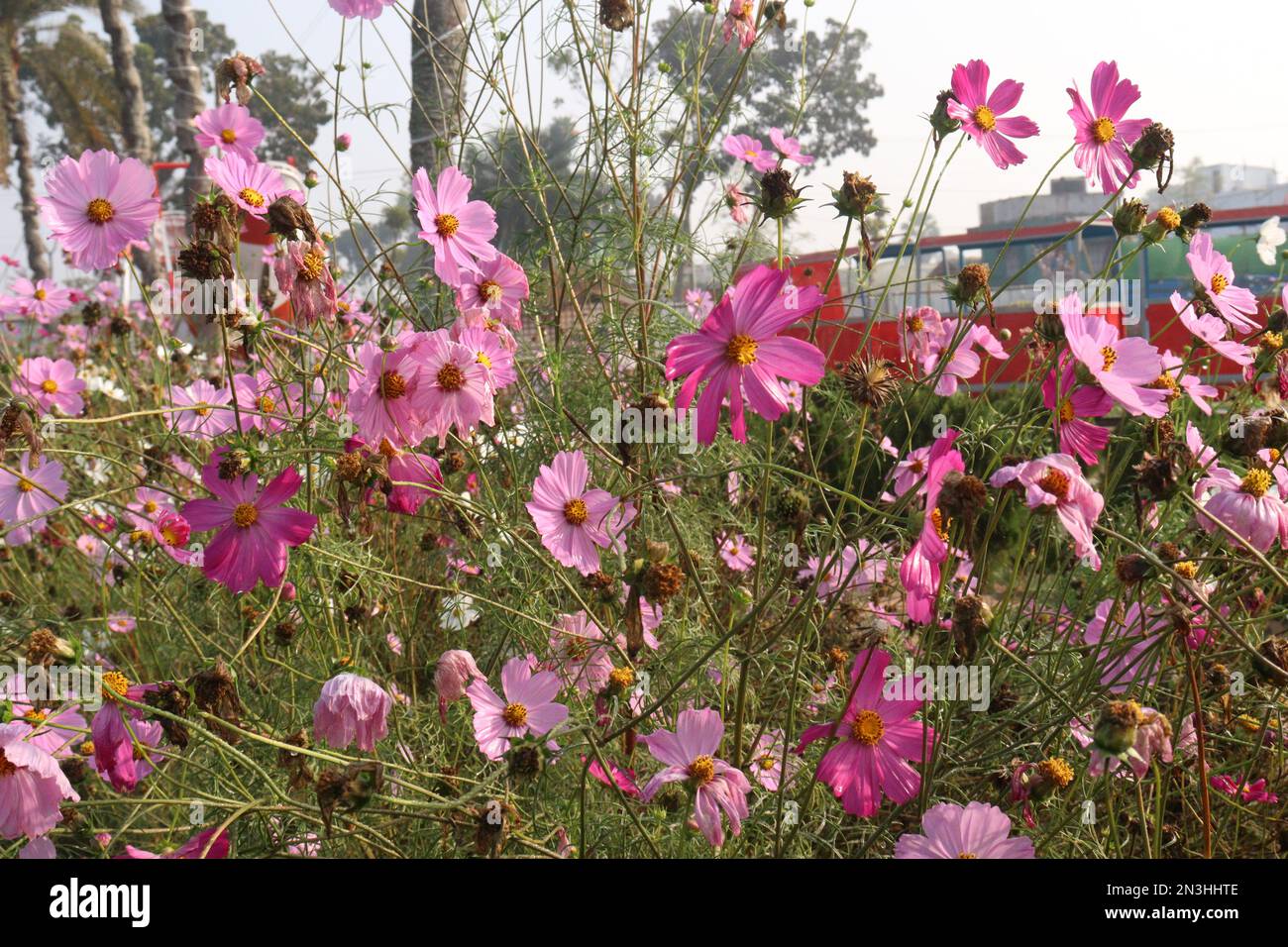 pink colored garden cosmos flower on farm for harvest Stock Photo - Alamy
