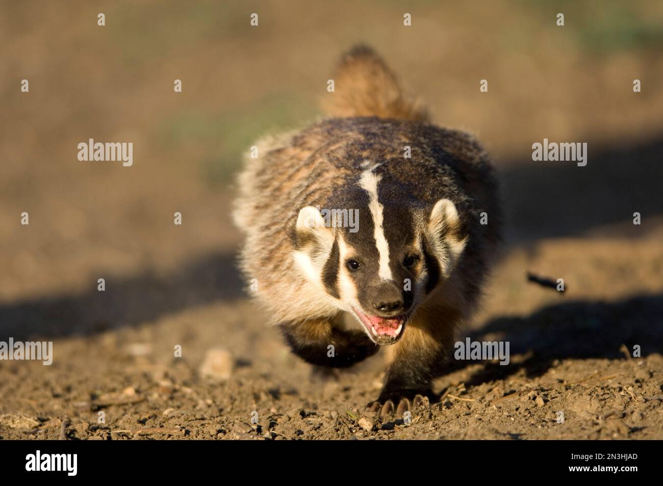 Walking badger hi-res stock photography and images - Alamy
