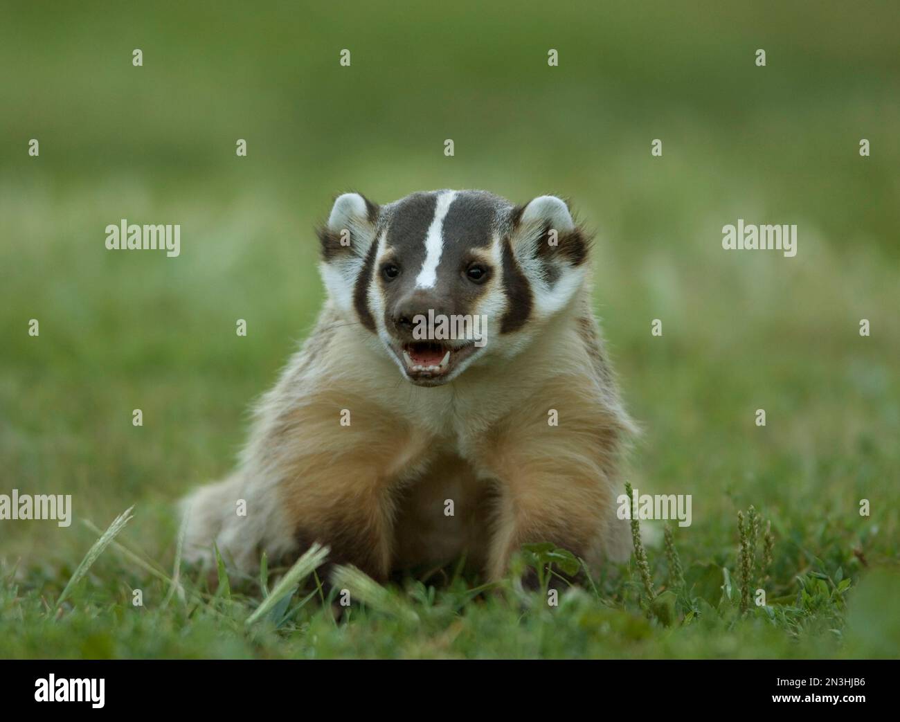 Captive raised animal hi-res stock photography and images - Alamy