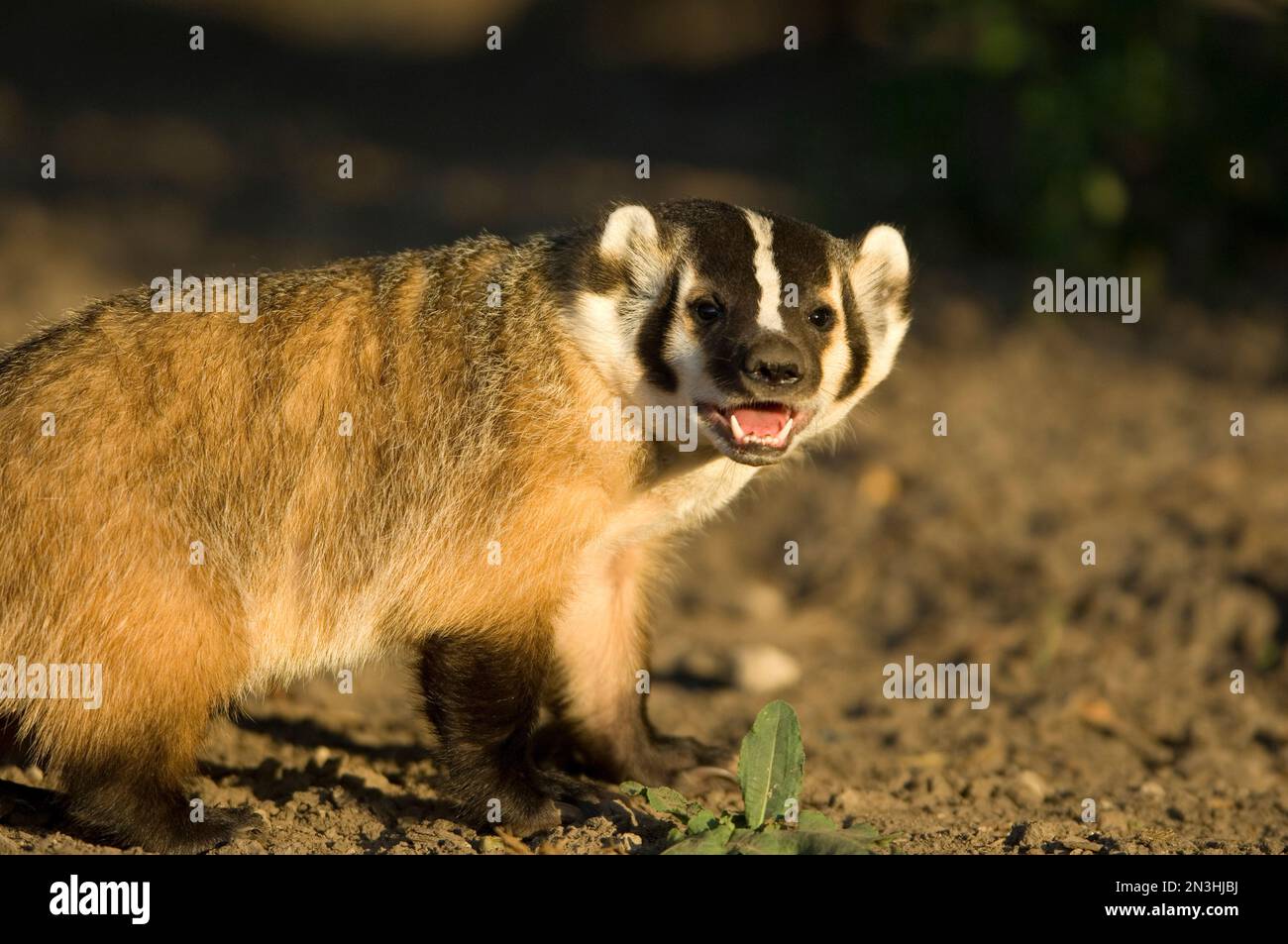 Portrait of a hand-raised Badger (Mustelidae) in sunlight at the home ...