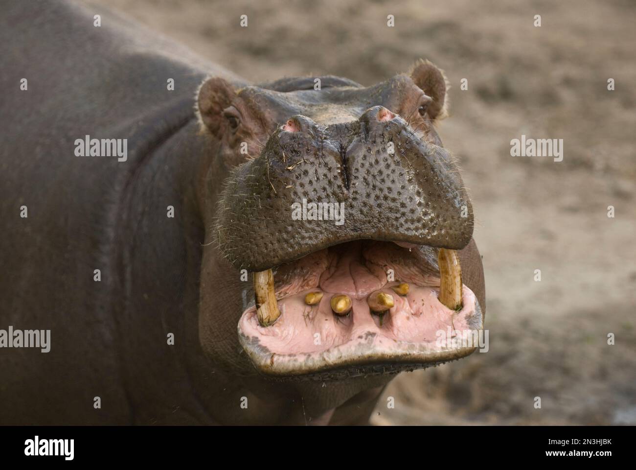 Hippopotamus (Hippopotamus amphibius) bares its teeth while standing in ...