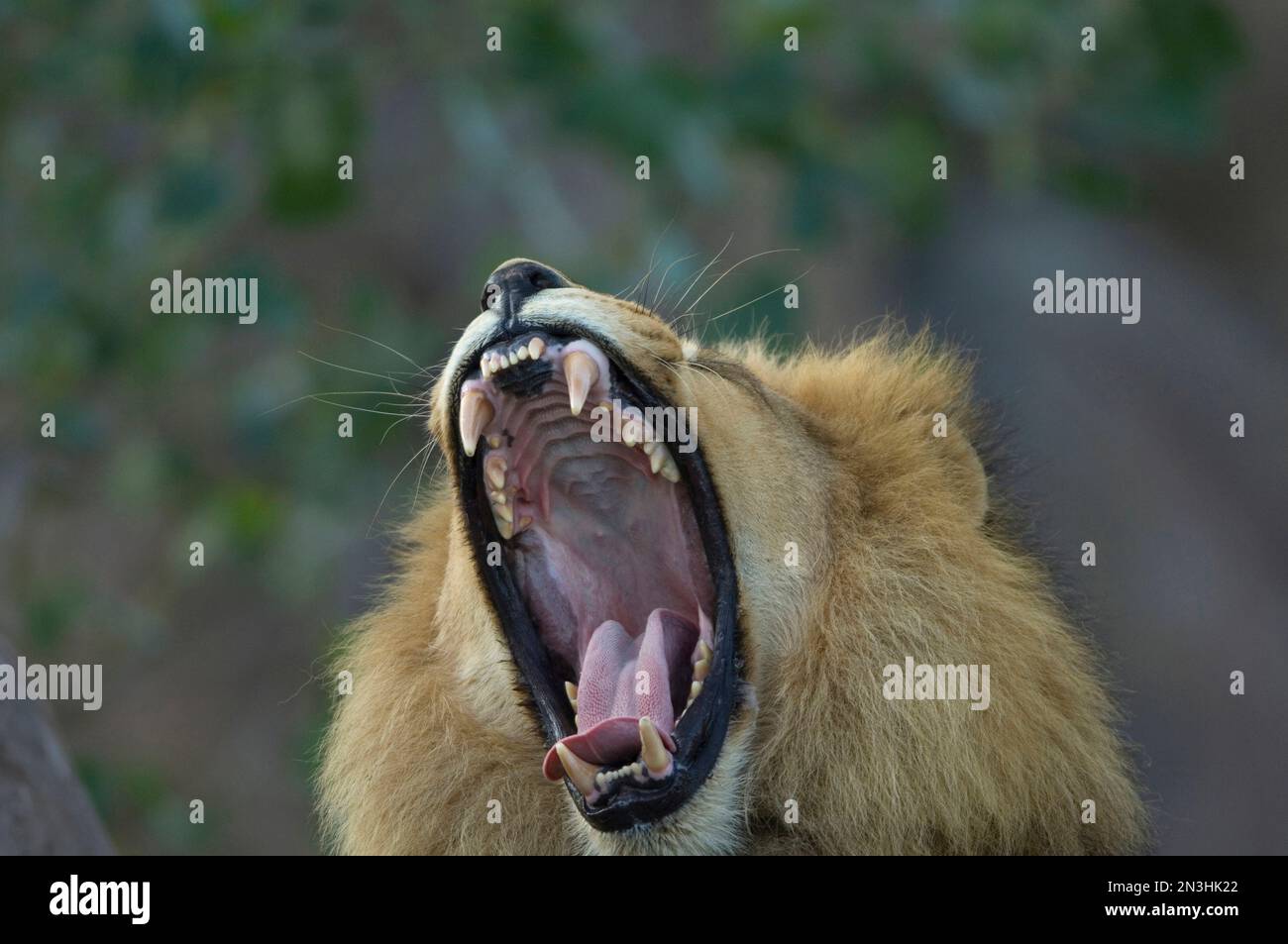Sleepy African lion (Panthera Leo) doing a big yawn in its enclosure at ...