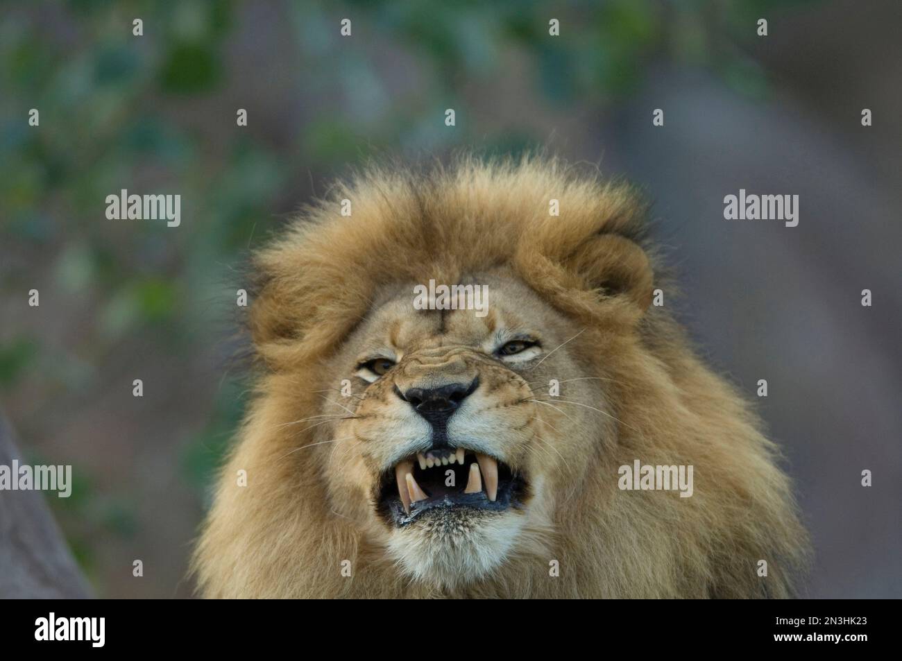 African lion (Panthera Leo) baring its teeth in an enclosure at a zoo ...