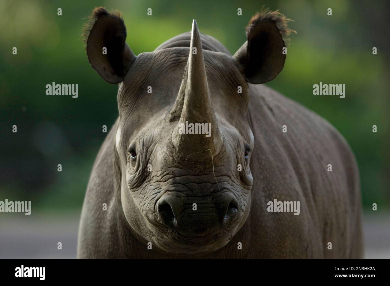 Portrait of a Rhinoceros (Rhinocerotidae) in a zoo enclosure; Wichita ...