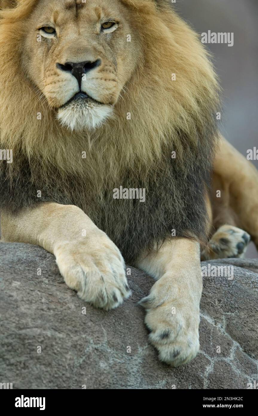 Portrait of an African lion (Panthera Leo) resting on a rock in its ...