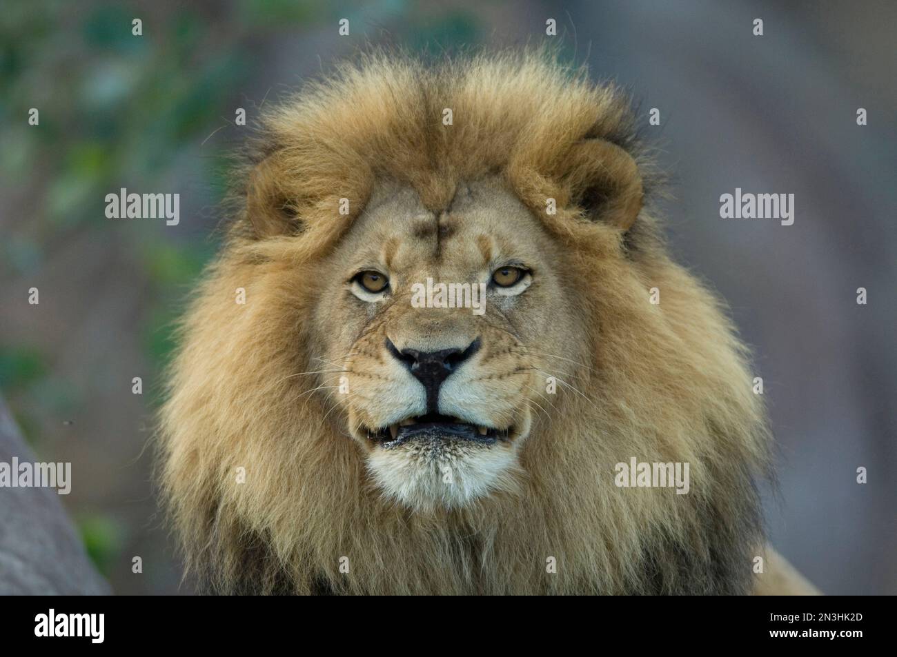 Portrait of an African lion (Panthera Leo) at a zoo; Wichita, Kansas ...
