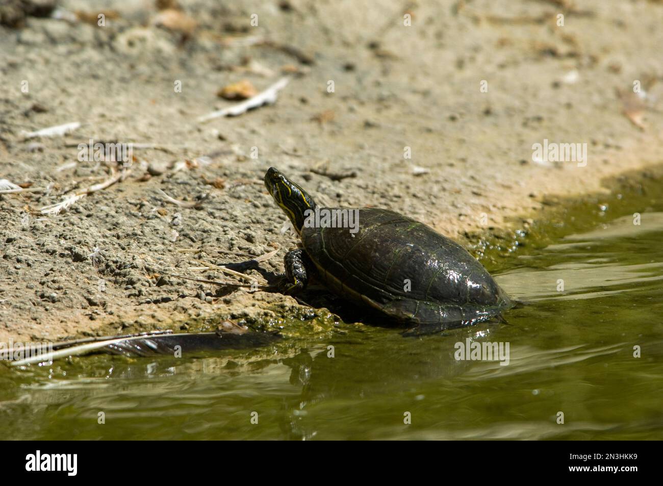 Turtle crawls on sand water hi-res stock photography and images - Alamy
