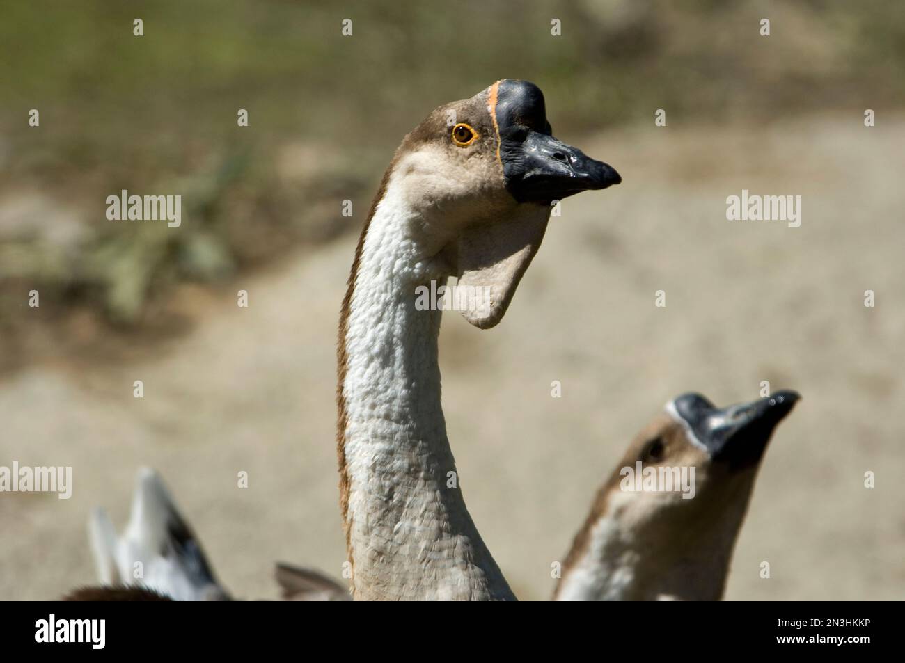 Chinese Geese (Anser Cygnoides) at a zoo in Montana, USA; Billings ...