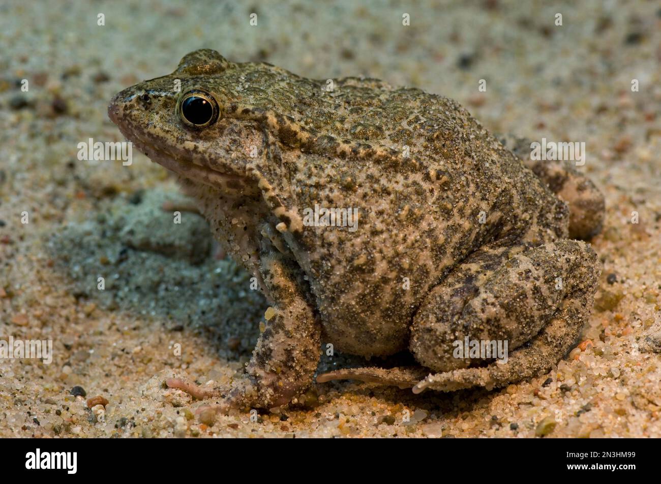 Mississippi gopher frog hi-res stock photography and images - Alamy