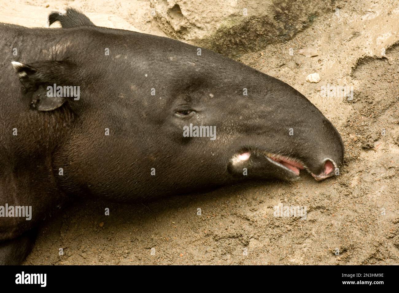 Tapir enclosure hi-res stock photography and images - Alamy