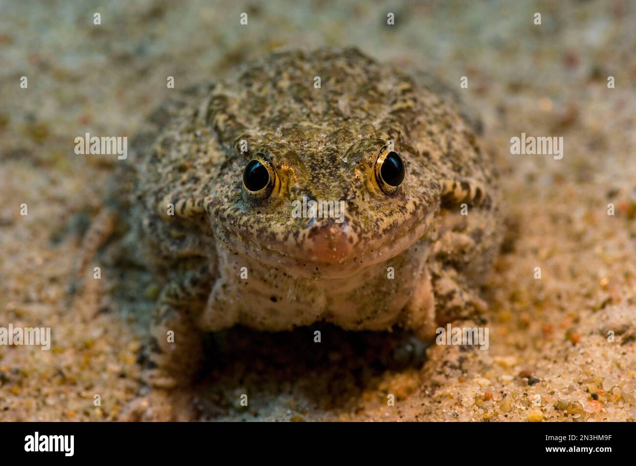 Close-up portrait of a Mississippi gopher frog (Rana capito sevosa) at ...