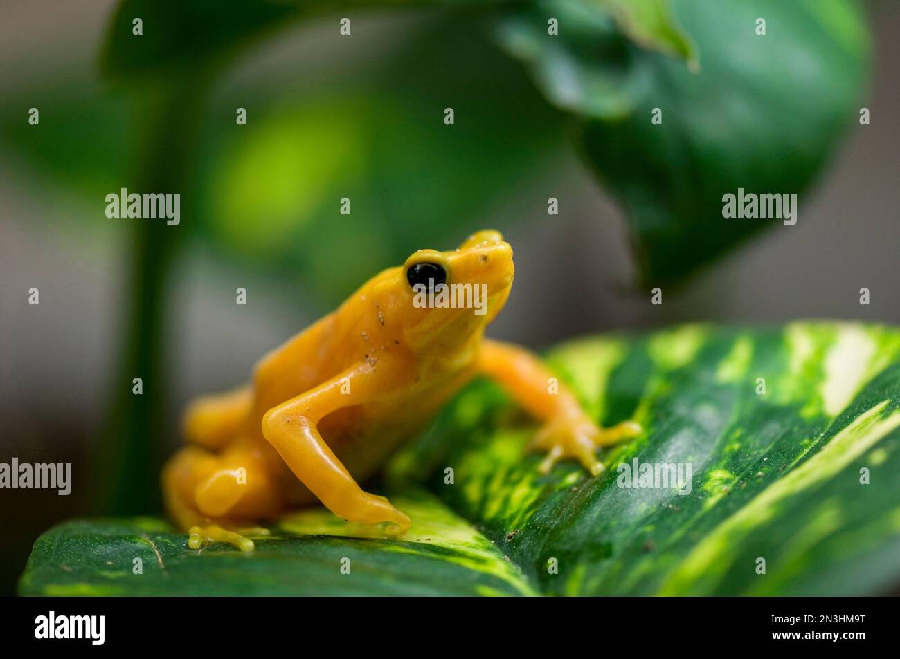 Harlequin frog atelopus varius hi-res stock photography and images - Alamy
