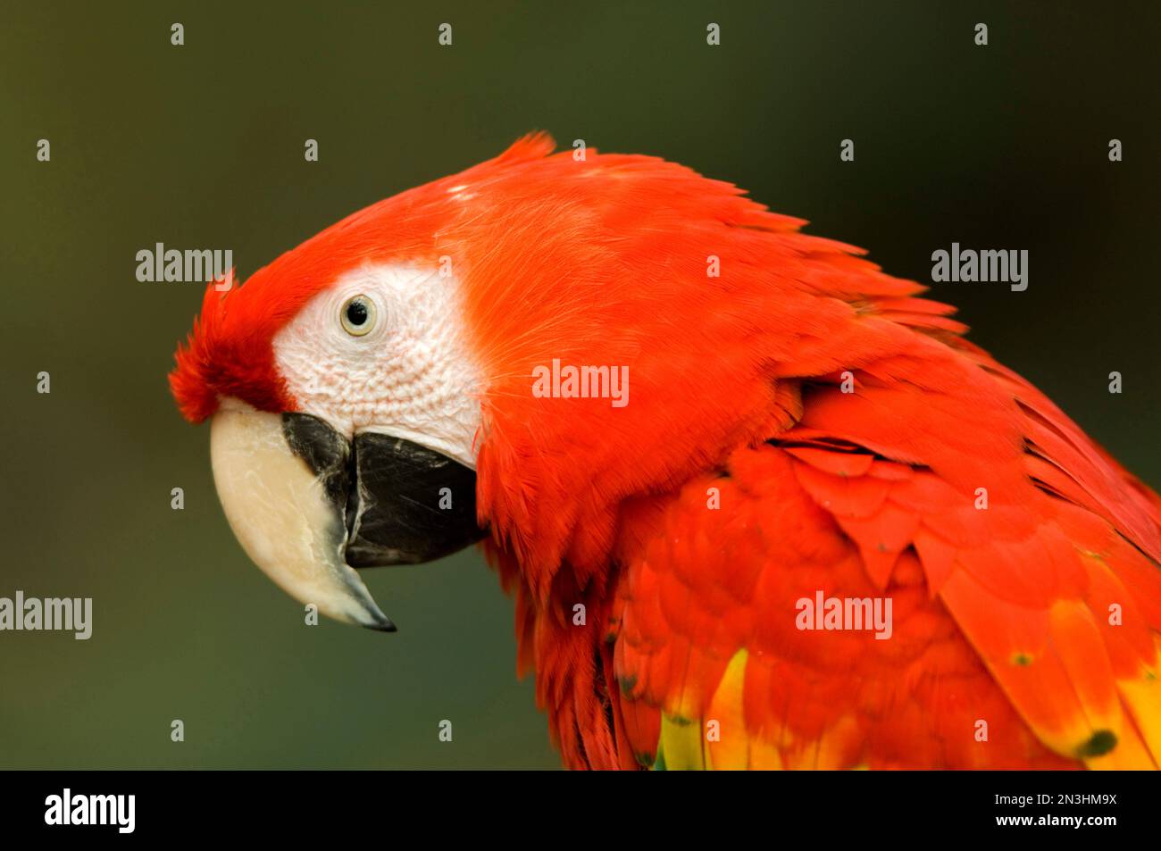 Close-up portrait of a Scarlet macaw (Ara macao) in a zoo; Omaha ...