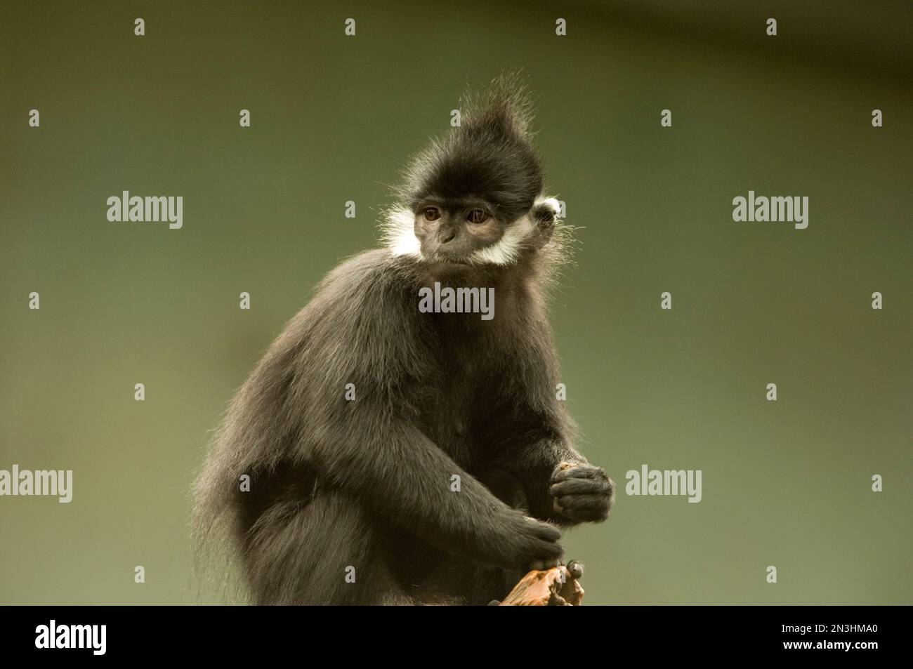 Portrait of a Francois' langur (Trachypithecus francoisi) against a ...
