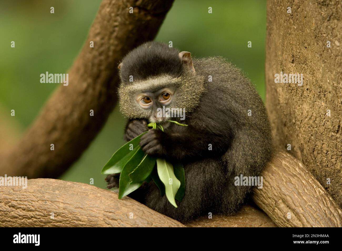 Blue monkey (Cercopithecus mitis) sitting in a tree eating leaves in an ...