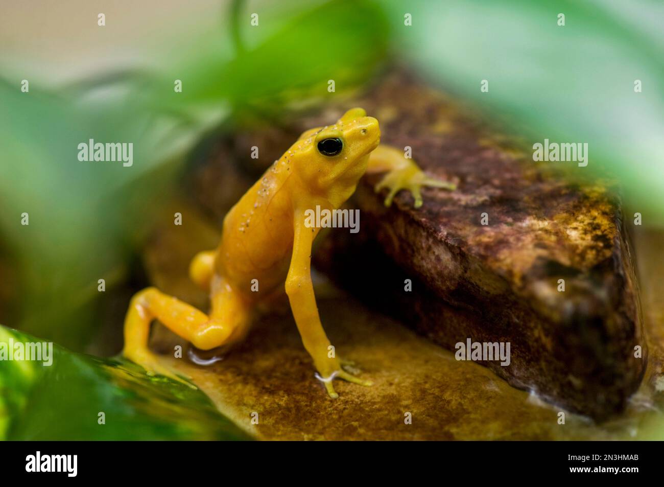 Harlequin frog atelopus varius hi-res stock photography and images - Alamy
