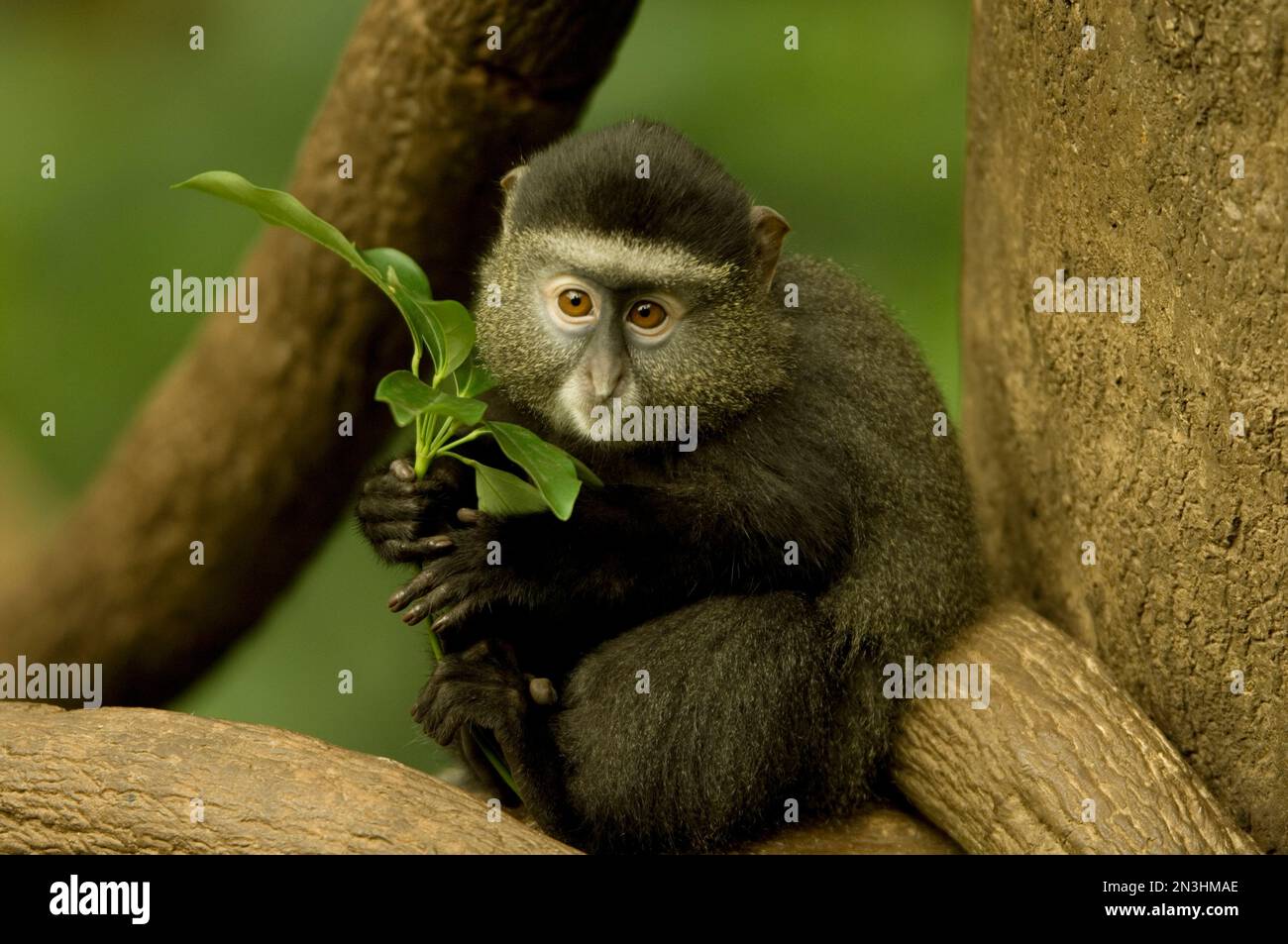 Close-up portrait of a Blue monkey (Cercopithecus mitis) sitting in a ...