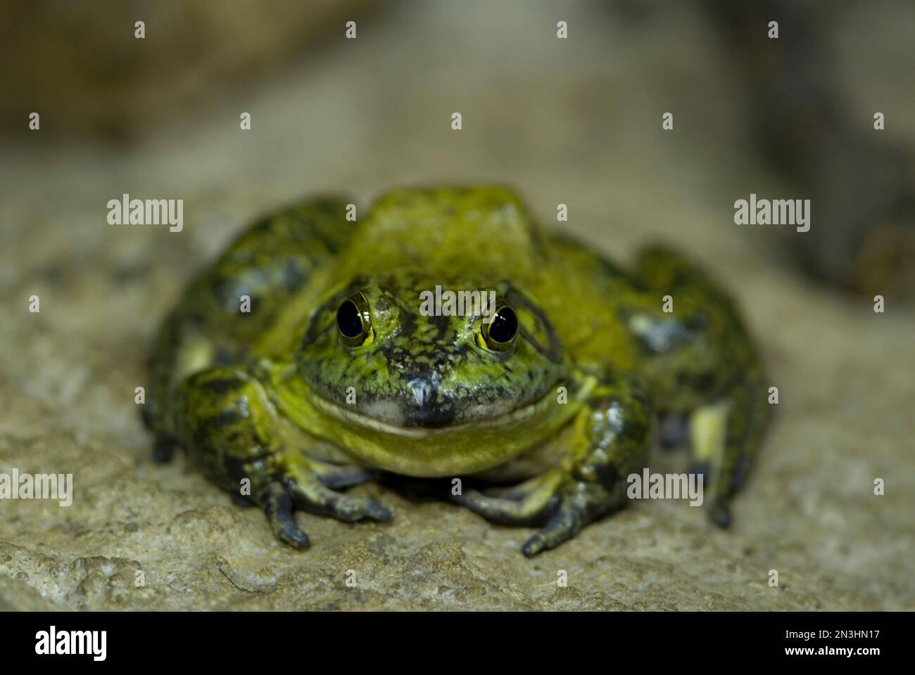 Portrait of a frog in a zoo; Omaha, Nebraska, United States of America ...