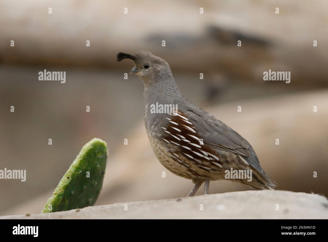 Portrait of a California quail (Callipepla californica) in a zoo; Omaha ...