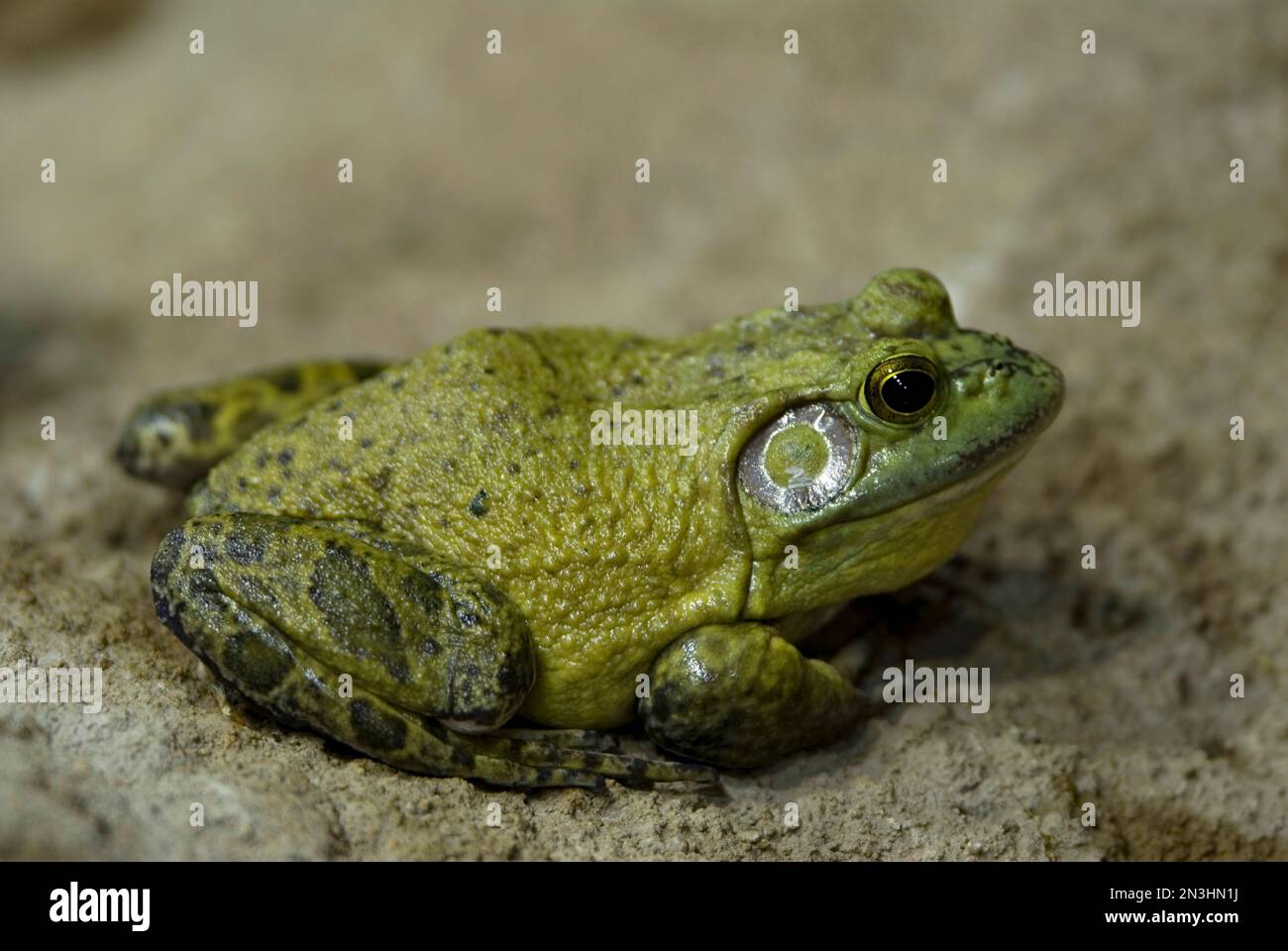 Portrait of a frog in a zoo; Omaha, Nebraska, United States of America ...